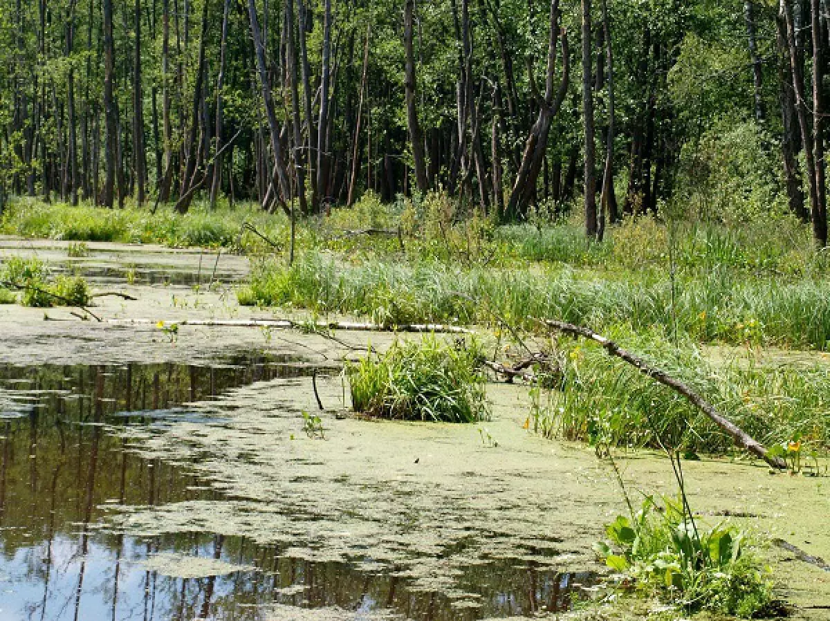 I-Cherepovetsky swamps - imfihlakalo noma yemvelo anomaly