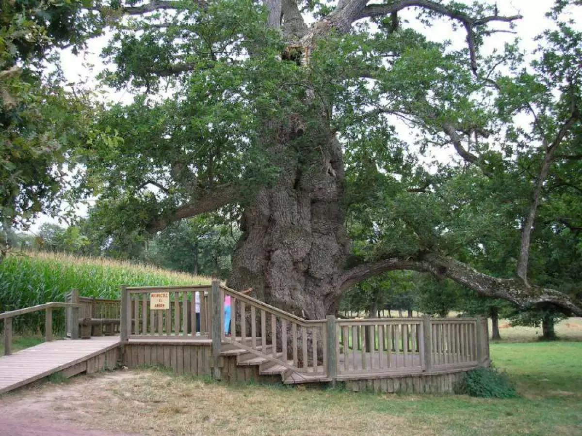 Anomalías de Breton Forest