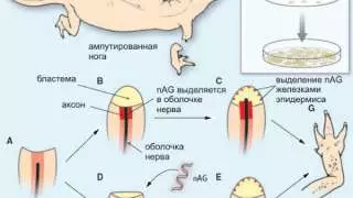 Адамдарда регенерация деген не