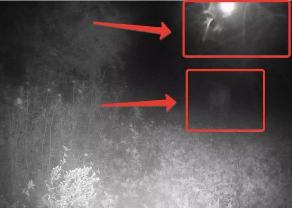 Viskonsin sakini UFO-nun maral oğurlamağa çalışdığı anı fotoda çəkdi