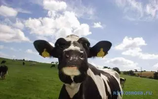 Cow - Dance Sniz Lynn (mwatsatanetsatane)