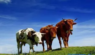 COW - Ընտանեկան երազանքի նոր գիրք