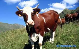 Cow - Veddo Dream Sivananda