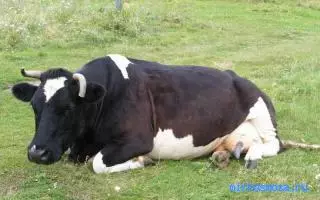 Apa impian cow Italian impian interpretation meneghetti, yang bermaksud mimpi di mana lembu bermimpi