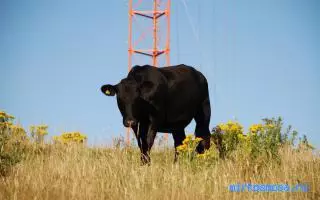 गाय - स्लाव सपना