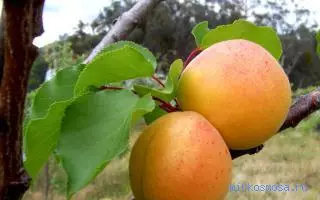 apricot ၏မည်သည့်အိပ်မက်သည်မိသားစုအိပ်မက်စာစာအုပ်အသစ်ဖြစ်ပြီး၎င်းသည် apricot အိပ်မက်မက်သောအိပ်မက်ကိုဆိုလိုသည်