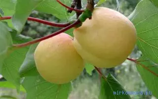 Apricot सपना पुस्तक Azara को सपना के हो, जसको मतलब एक सपना जसको मतलब apicot को सपना देख्यो