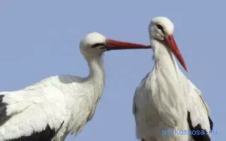 Stork - கனவு விளக்கம் பிராய்ட்