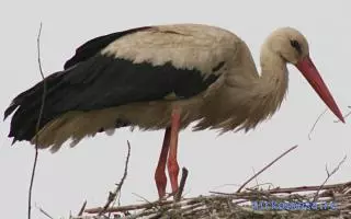 Stork - ndoto ndoto Hasse.