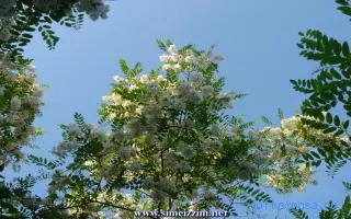 Acacia - kaasaegne unistus