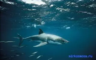 Shark - Dance Deniz Lynn (mfushane)