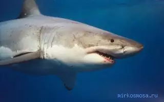 Shark - Inzozi Miller