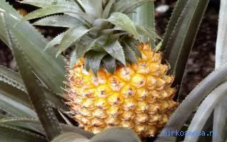 Pineapple - Incwadi Yanamuhla Yephupho