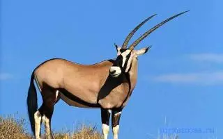 Antilope - ချစ်သူများကိုအိပ်မက်အနက်အဓိပ္ပာယ်ကောက်ယူခြင်း