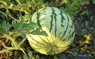 Watermelon - Fandikana ny nofy