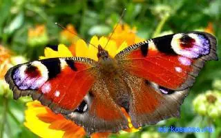 Butterfly - Dance Deniz Lynn (Brief)