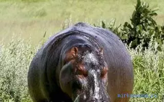 Hippopotamus - Kozhalyannik Grishina