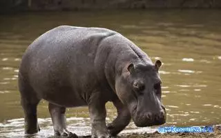 Hippo - Ang Sidlakang Kababayen-an nga Pag-interpretasyon sa Kababayen-an