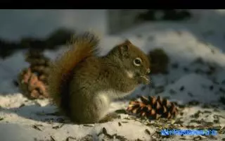 Squirrel - Donzynnik Deniz Lynn (Kooban)