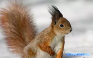 Squirrel - kozhansky iphupho gribina