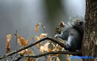 Squirrel - tafsiri ya ndoto ya kiume.