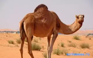 Camel - Nouvelle interprétation de rêve de famille