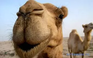 Camel - libri më i ri i ëndrrave Ivanova