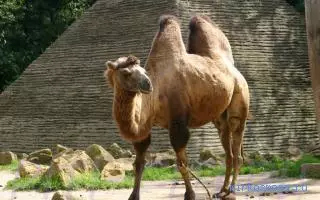 Camel - Alkohol 1829