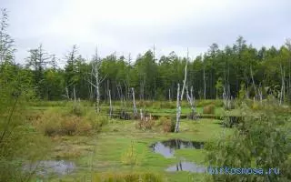 باتلاق - تفسیر رویای آزارا