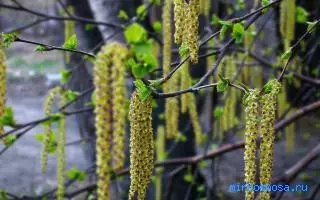 ລະດູໃບໄມ້ປົ່ງ - ປື້ມຝັນຂອງອູແກຣນ