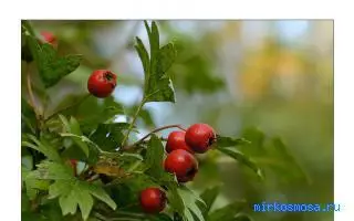 Hawthorn - چۈش چۈشەندۈرۈش eZOP