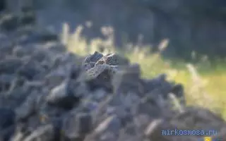 ನೋಡಿ - ಡ್ರೀಮ್ ಡ್ರೀಮ್ಸ್