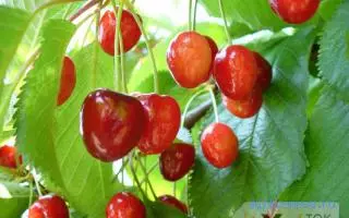 Cherry - Kozhalyannik Grishina