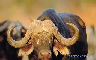 Buffalo - čínská sen kniha Zhou-guna