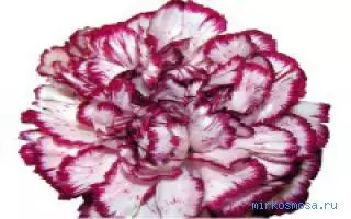 Carnation - Dream Deniz Lynn (Brief)