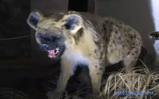 Hyena - cea mai nouă carte de vis Ivanova