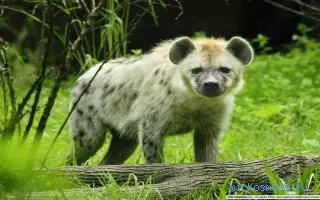 What dreams of Hyena male dream book, which means a dream in which Hyena dreamed