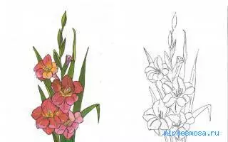 Gladiolus - ကလေးများအိပ်မက်အနက်