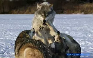 Wolf - Donzynnik Deniz Lynn (Кратко)