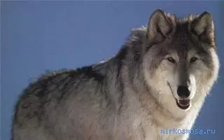 Wolf - Tlhaloso ea Dream