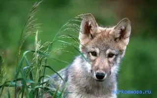 Wolf - Tsvera Persiese Droom Interpretasie Taflisi