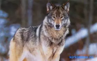 狼 - 俄罗斯梦想解释