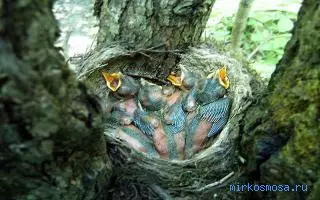 നെസ്റ്റ് - പഴയ റഷ്യൻ സ്വപ്നം വ്യാഖ്യാനം