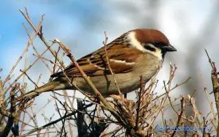 Sparrow - toro ea litoro tsa basali ba Bochabela