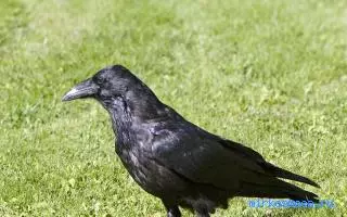 Raven - การตีความความฝันของอิตาลี MeneGhetti