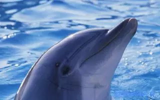Delfin - gushina noborsky yuxu