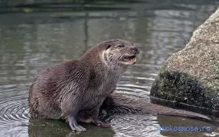 Otter - အိပ်မက်အိပ်မက်မက်ခြင်း