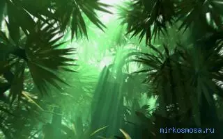 Jungle - Loffa Dream Interpretation