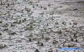 മഴ - സ്ലാവിക് സ്വപ്നം വ്യാഖ്യാനം