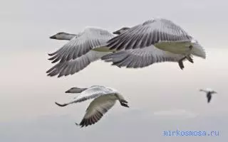 geese - ຄວາມຝັນ Slavic